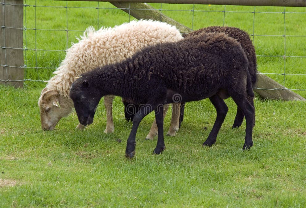 164 Ouessant Sheep Stock Photos - Free & Royalty-Free Stock Photos from ...