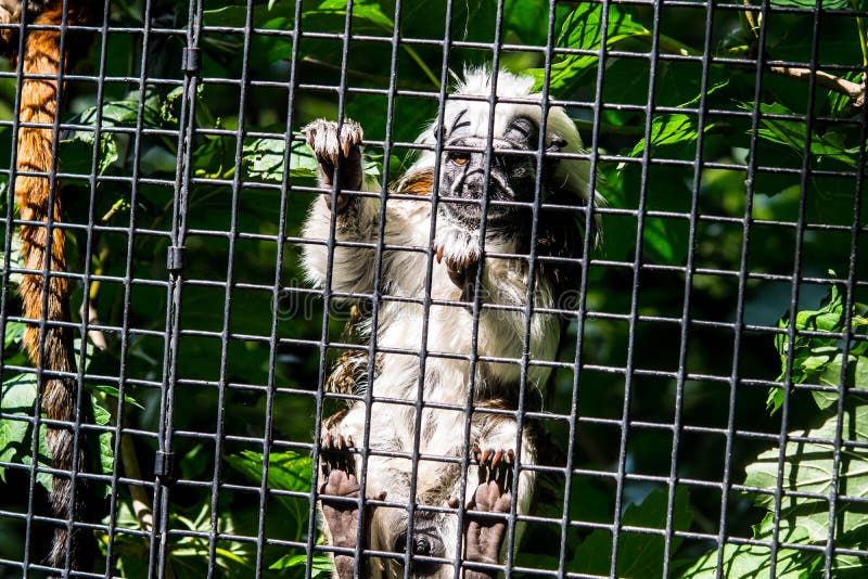 Ouistiti De Singe En Rio De Janeiro Photo stock - Image du jardin ...
