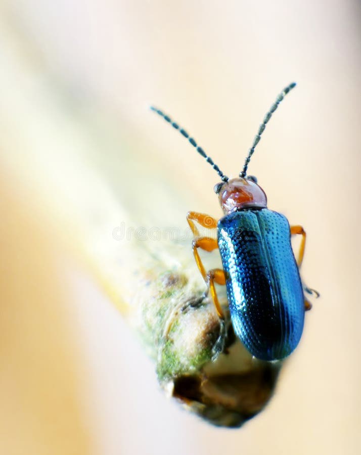 Oulema Melanopus - Metallic Blue-green Beetle 6 Mm Long Stock Image ...