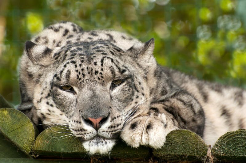 Ounce or snow leopard stock photo. Image of leopard, watchful - 16704988