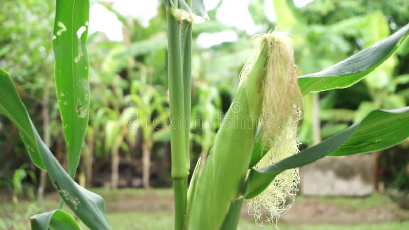 Oung Corn Tree in the Corn Field Stock Footage - Video of rural ...