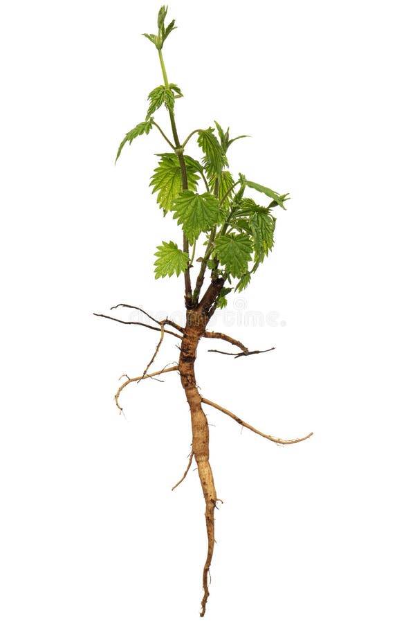 Oung Hop Sprout with Green Leaves and Root, Isolated on White ...