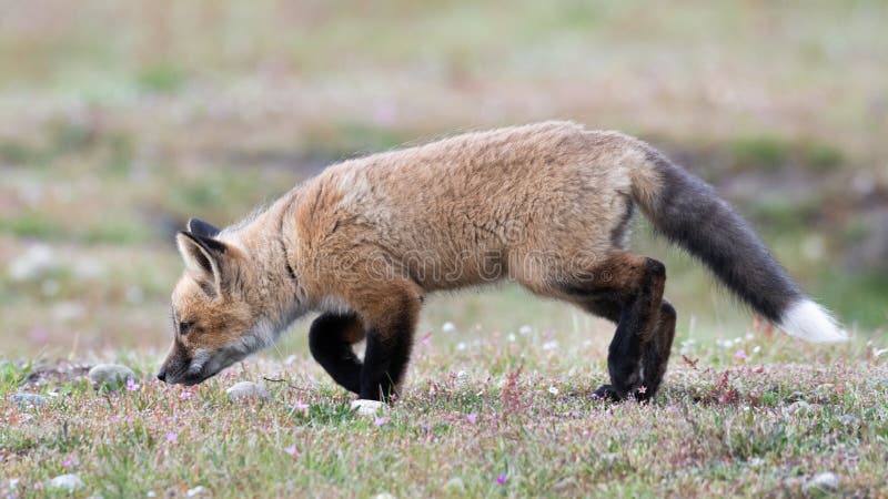 Fox Practices Stock Photos - Free & Royalty-Free Stock Photos from ...