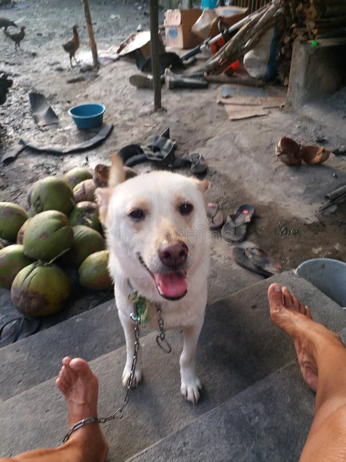 Our Beloved White Dog Named Aiit Stock Image - Image of white, beloved ...