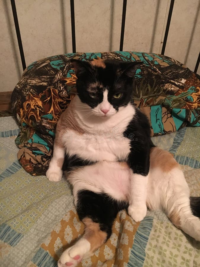 Setting patches cat stock photo. Image of setting, funny - 99702062