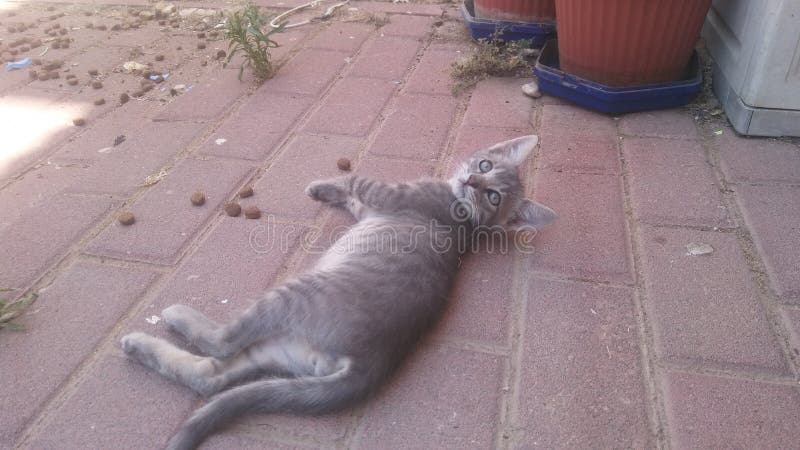 Kitten number 1 stock image. Image of wildcat, nose - 191058825