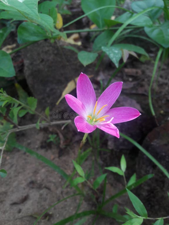 Beautyful stock photo. Image of gurden, flower, beautyful - 117352212