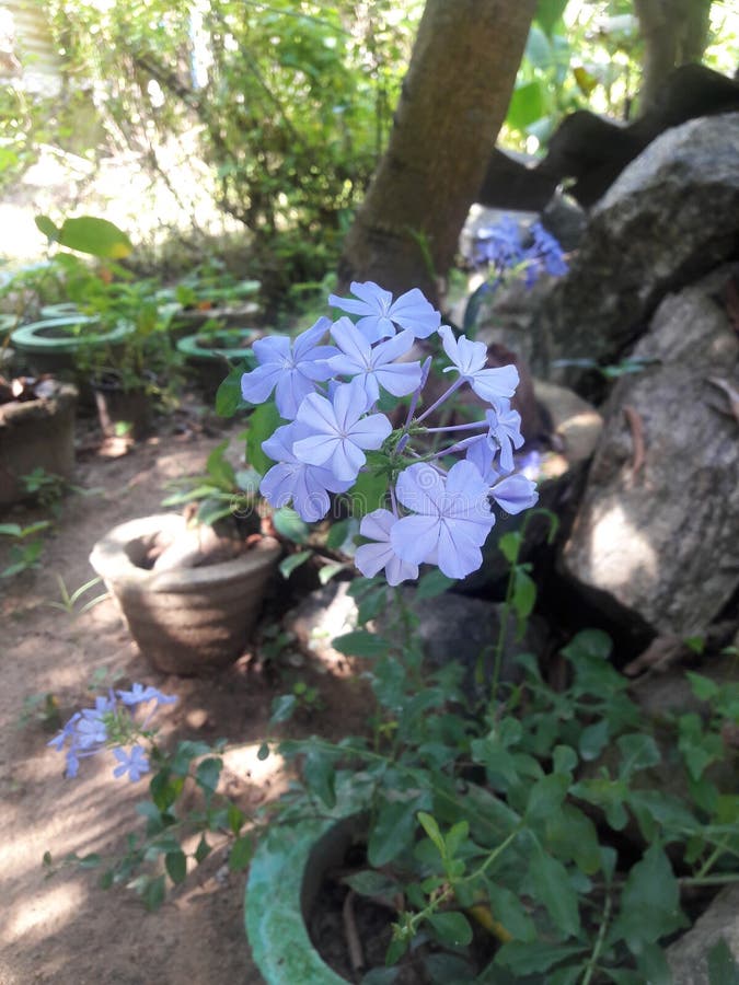 Blue flower stock photo. Image of gurden, blue - 117366394