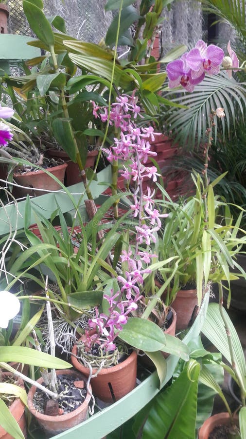 UDAWEDIYA stock photo. Image of flowers, udawediya, flower - 118176436