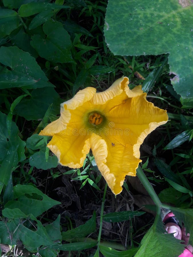 Wattakka Mal Stock Photos - Free & Royalty-Free Stock Photos from ...