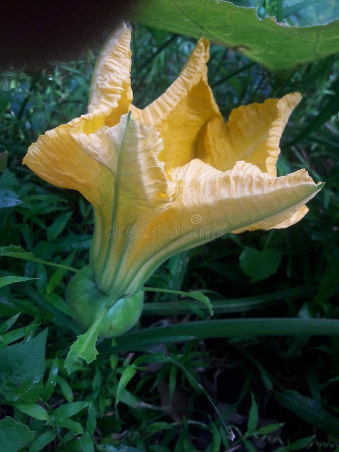 Wattakka mal stock photo. Image of gurden, beautyful - 117352082