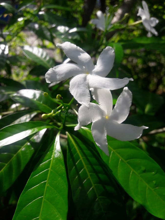 Watu sudda stock image. Image of watu, watusudda, gurden - 117352311