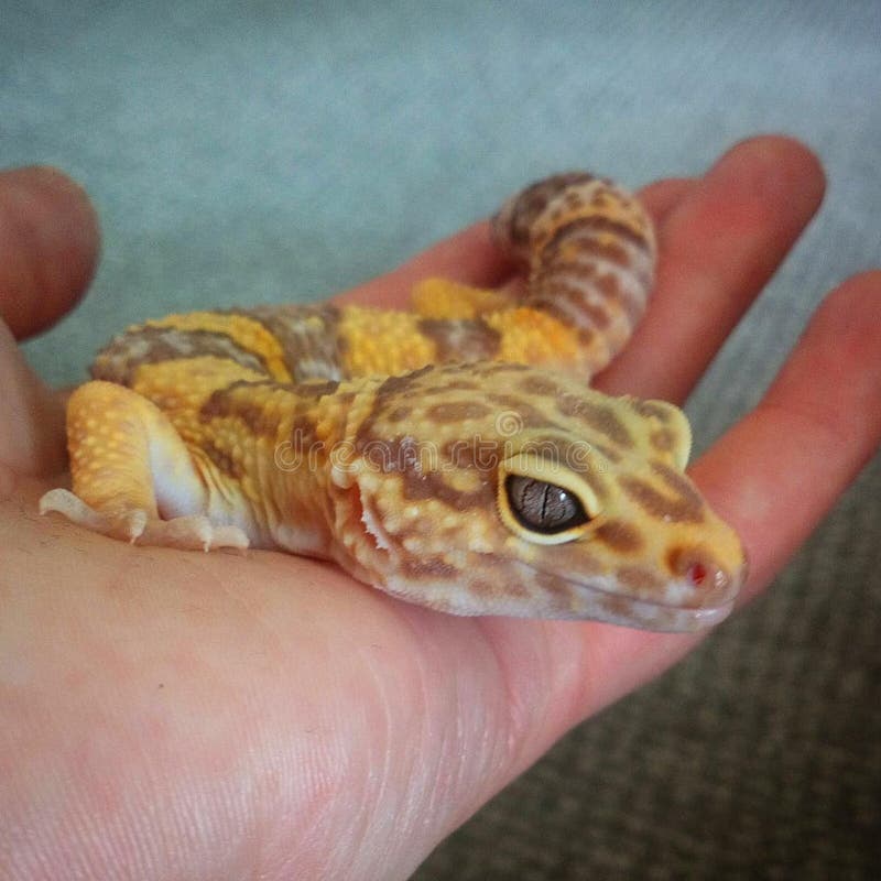 Gecko Buddy Stock Photos - Free & Royalty-Free Stock Photos from Dreamstime