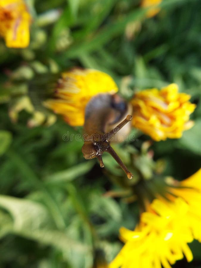 Snail eyes stock photo. Image of natural, living, eyes - 131515848