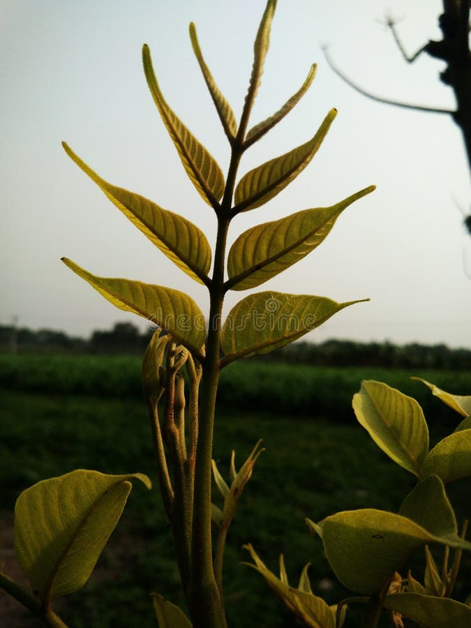 Leap of tree stock image. Image of tree, nature, great - 143556245