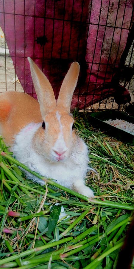 Our nice rabbit stock image. Image of gerbil, wildlife - 251631269