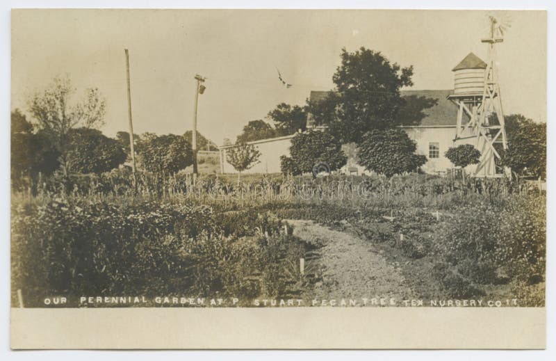 Our Perennial Garden At P Stuart Pecan Tree Picture. Image: 222629542