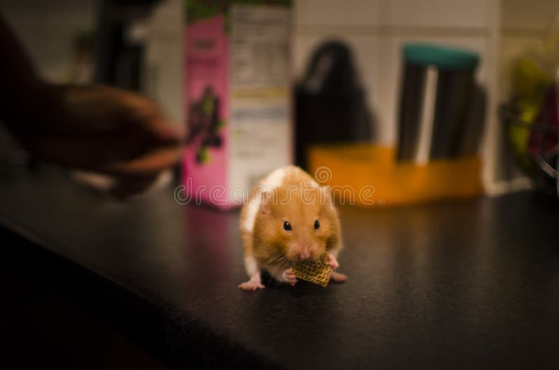 Hamster - a Pocket pet stock photo. Image of amazing - 104484328