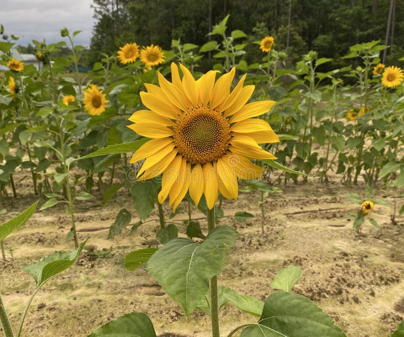 One Sunflower in the Front Row Stock Photo - Image of field, pond ...