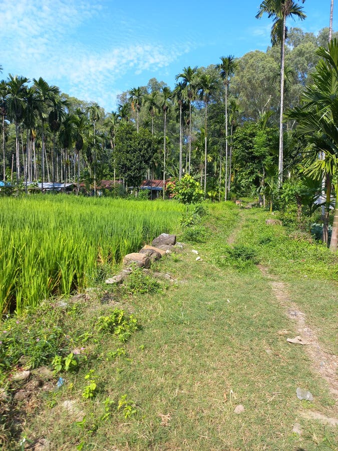 Village and tree stock photo. Image of grass, village - 257877918