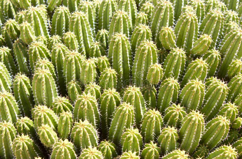 Ouriço-cacheiro Do Eufórbio Imagem de Stock - Imagem de cactos ...