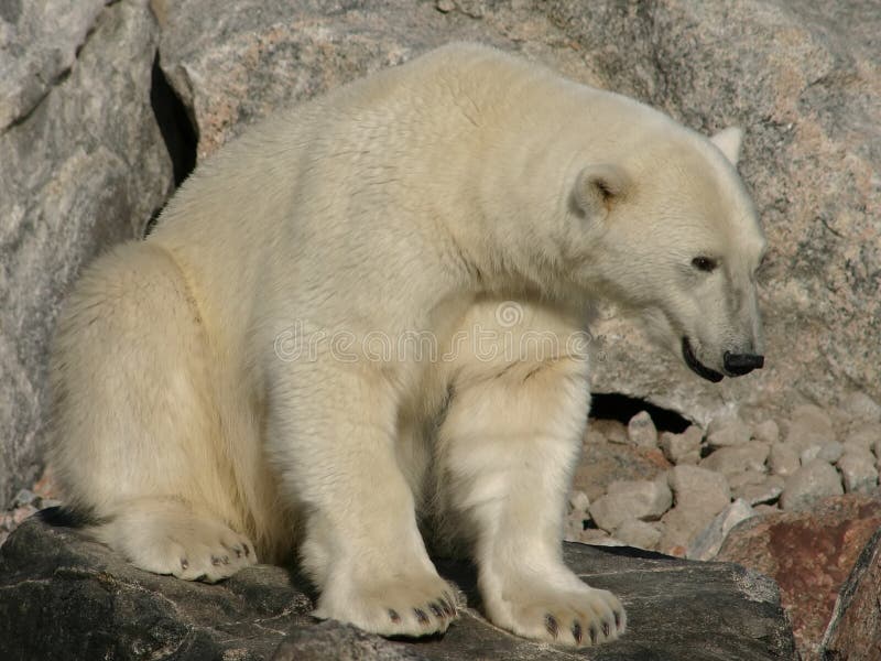 Petit Ours Blanc Blanc Avec La Bille Image stock - Image du froid ...