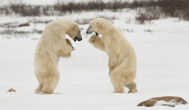 Ours Blancs De Combat (maritimus D'Ursus) Sur La Neige Toundra Arctique ...