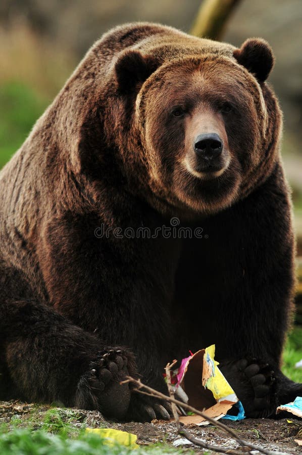 Ours brun d'Alaska photo stock. Image du maintien, grisonnant - 12292490
