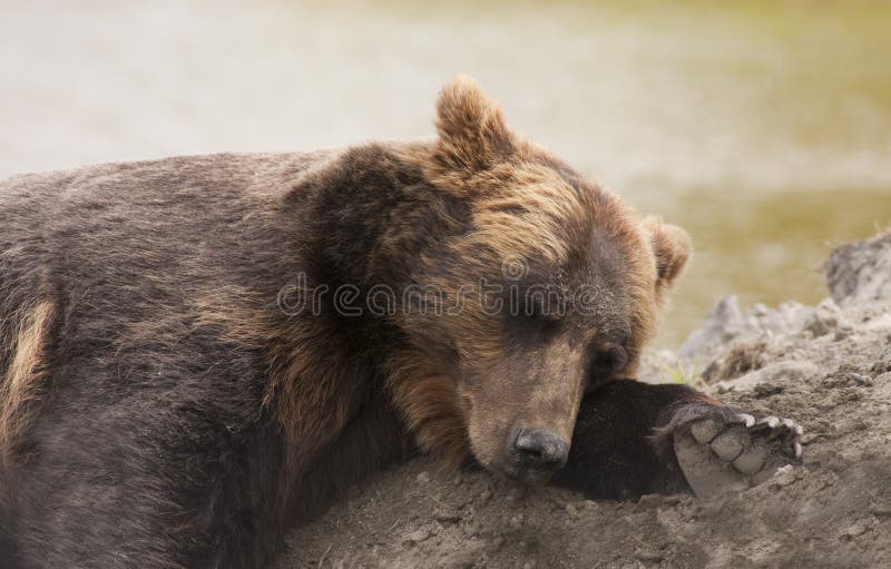 Ours De Kodiak/ours De Brown D'Alaska Photo stock - Image du grand ...