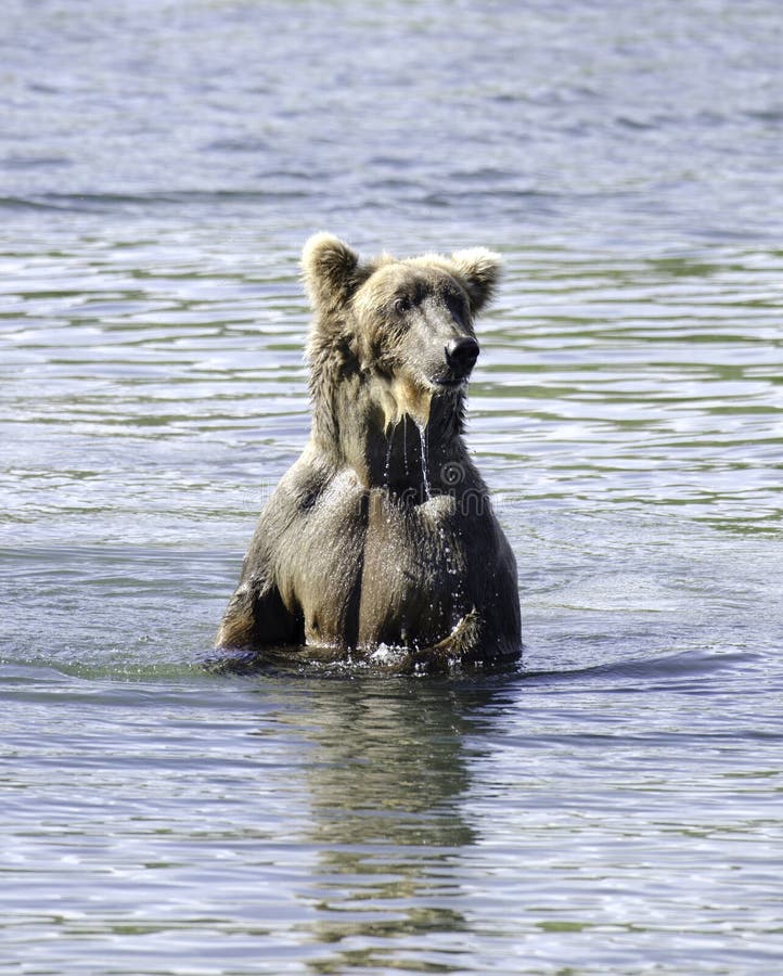 Ours Brun D'Alaska Restant Dans L'eau Photo stock - Image du fleuve ...