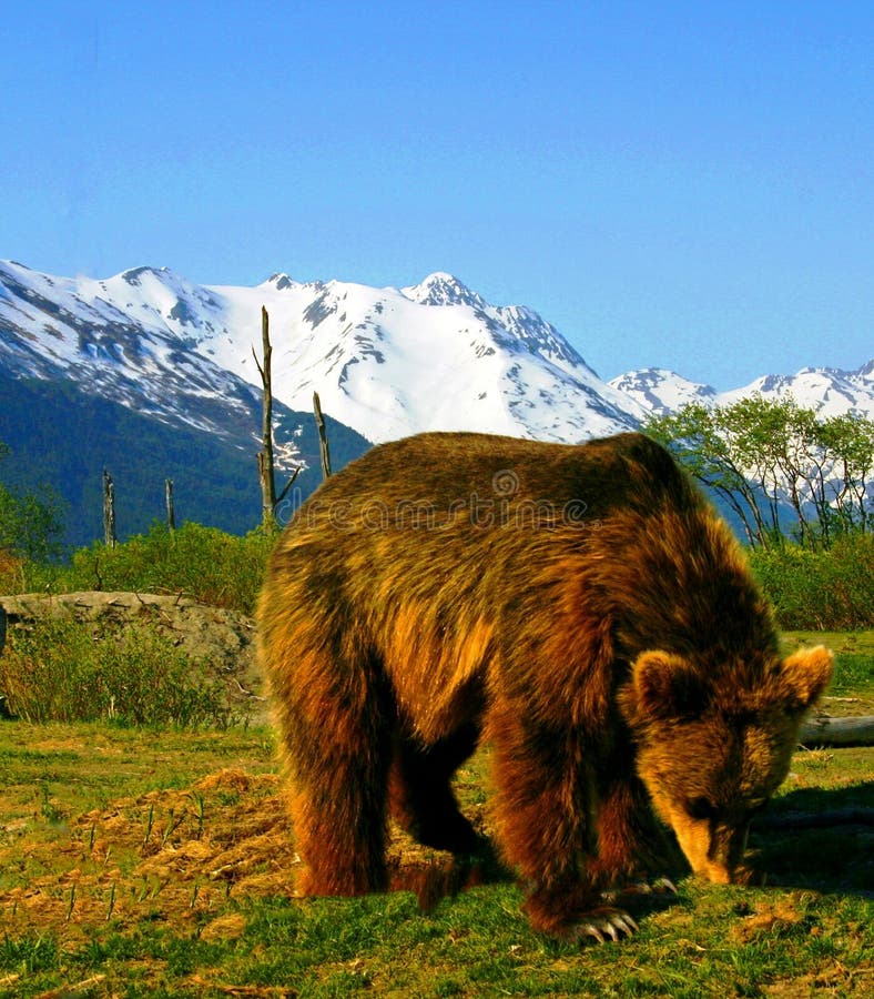 Ours De Brown Au Centre De Conservation De Faune De L'Alaska Image ...