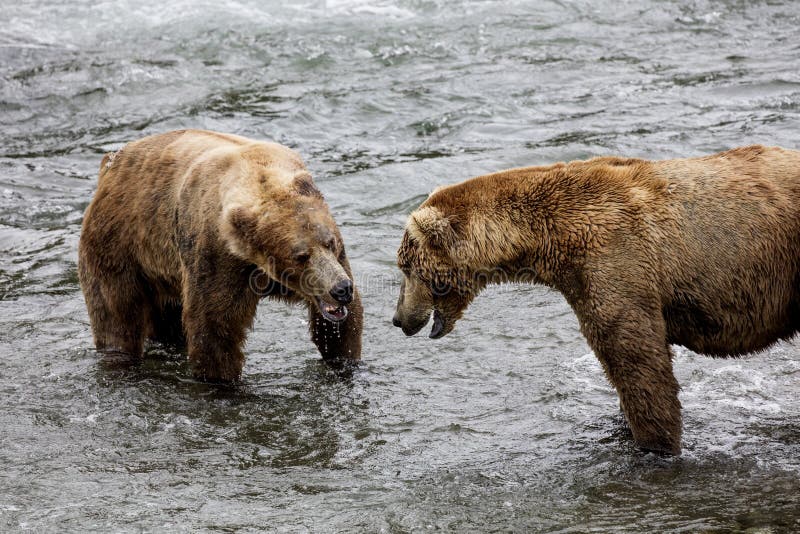Ours De Katmai Brown ; Automnes De Ruisseaux ; Alaska Image stock ...