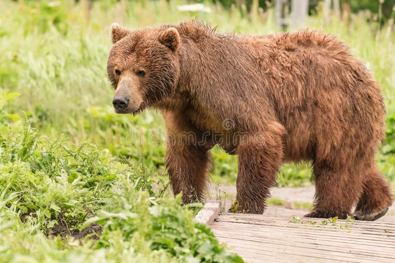 Ours De Maman Marchant Avec Ses Deux Petits Animaux Sur La Plage Du Lac ...