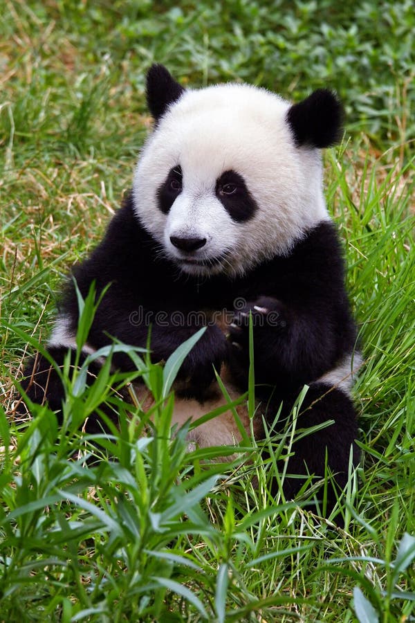 13,732 Photos de Panda Bear - Photos de stock gratuites et libres de ...