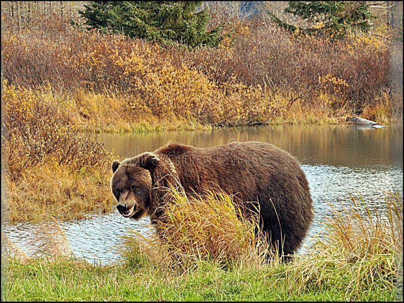 Ours Gris Sauvage En Alaska Photo stock - Image du saison, alaska ...