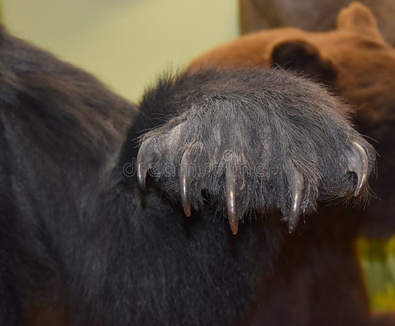Griffes d'ours photo stock. Image du noir, ours, serre - 19079702