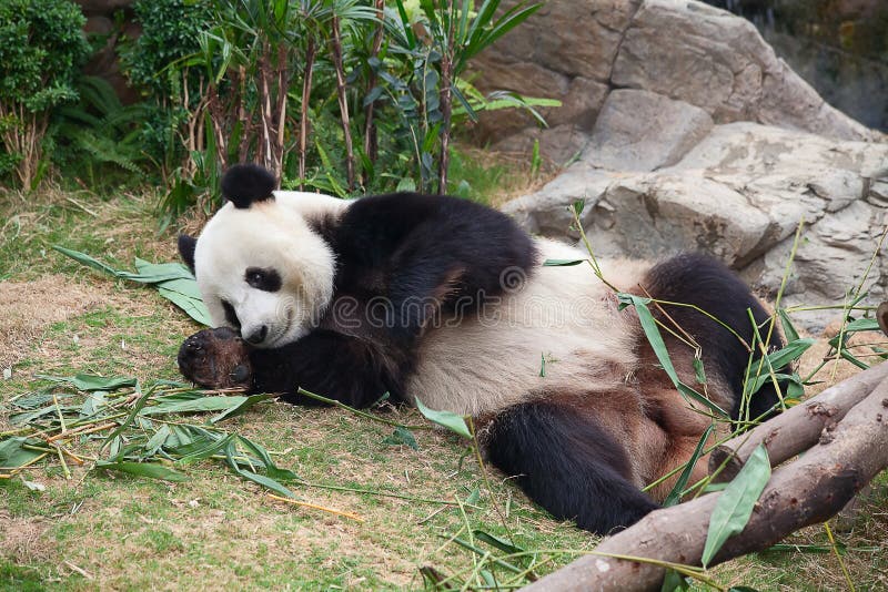 Panda D'ours Affichant Des Dents Photo stock - Image du mignon ...