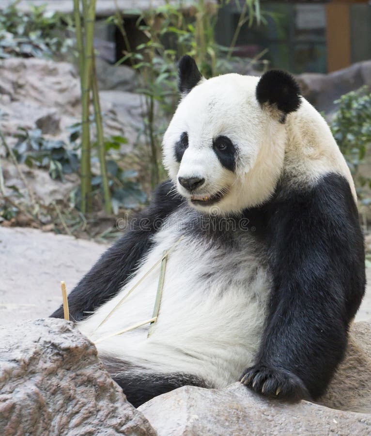 Ours Panda Mangeant Le Bambou Photo stock - Image du ours, animal: 63719010