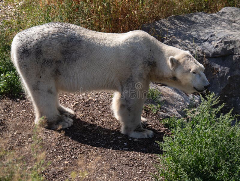 Ours Polaire Solitaire Observant Son Habitat Photo stock - Image du ...