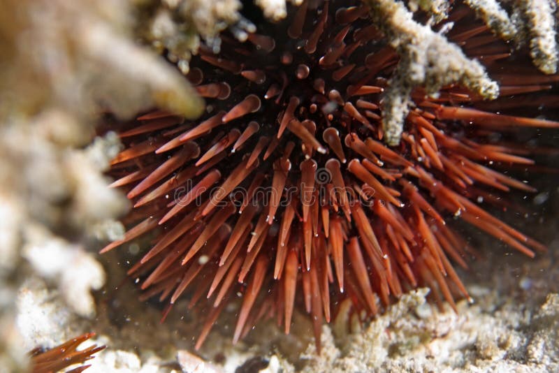 8,783 Oursin Photos libres de droits et gratuites de Dreamstime