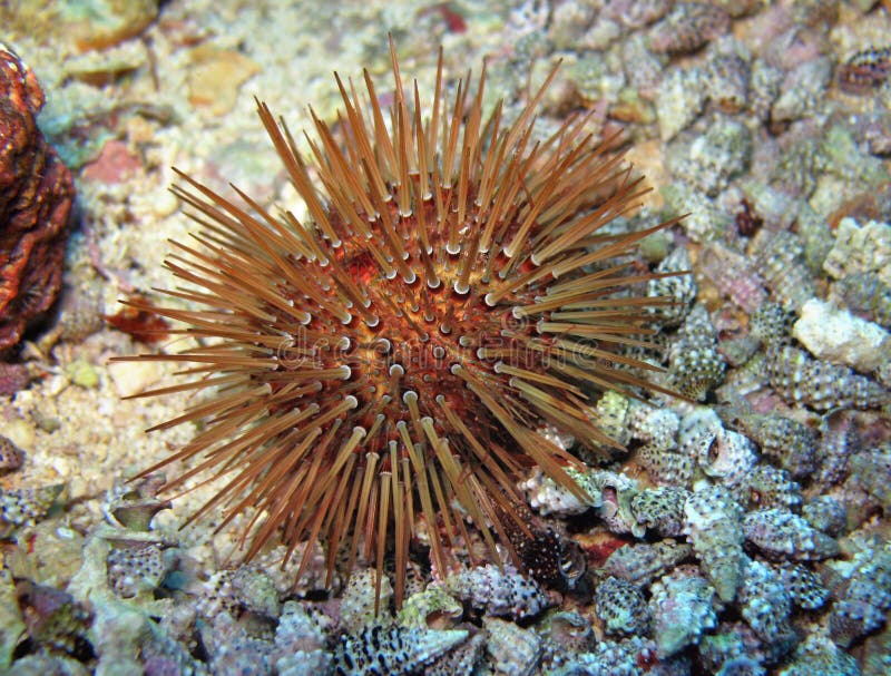 Oursin Photos Stock - Téléchargez 2,701 Photos libres de droits