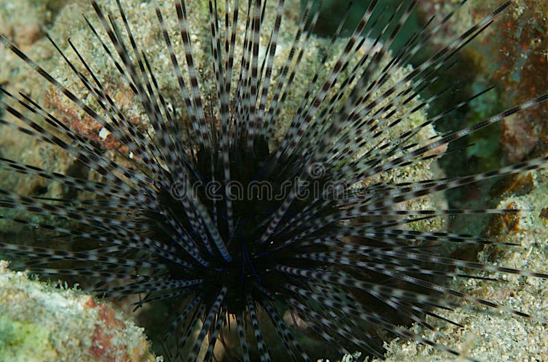 Oursin photo stock. Image du jeune, biologie, zoologie - 15835806