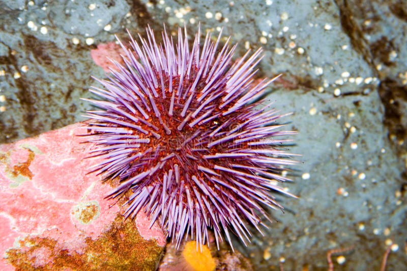 Vue macro oursins image stock. Image du faune, épineux - 18900405