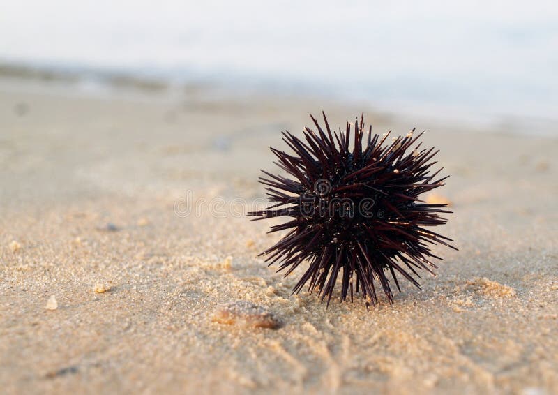 Oursin image stock. Image du extérieur, individuel, marin - 1355439
