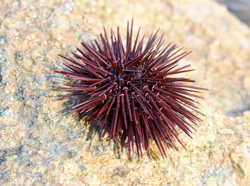 Oursin image stock. Image du garnement, sushi, course - 34624101