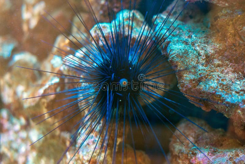 Oursin image stock. Image du plage, garnement, sable - 40115651