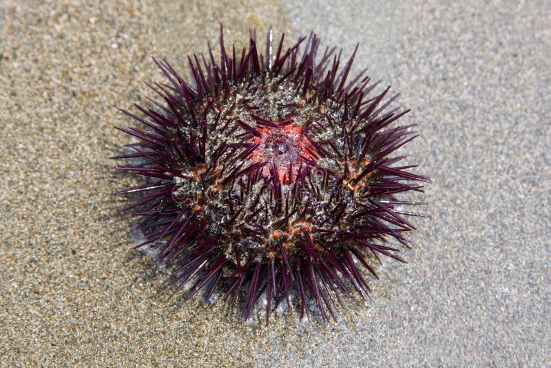 Oursin et sable photo stock. Image du sable, oursin - 304168