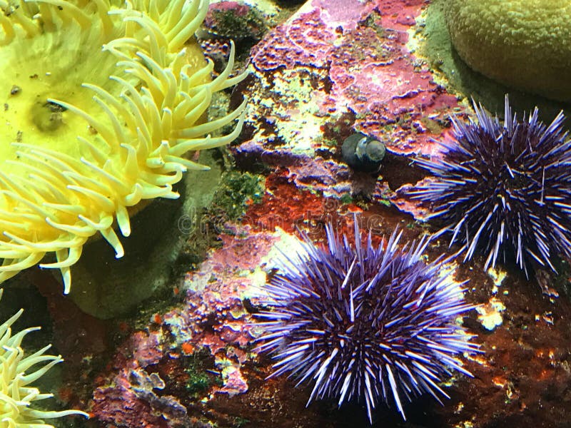 L'oursin Pourpre Est Au Fond De La Mer Image stock - Image du pourpré ...