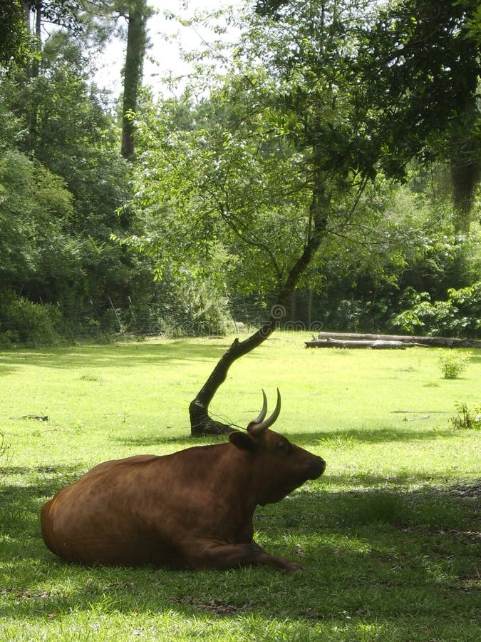 Out of the blazing sun stock photo. Image of relaxing - 135829008