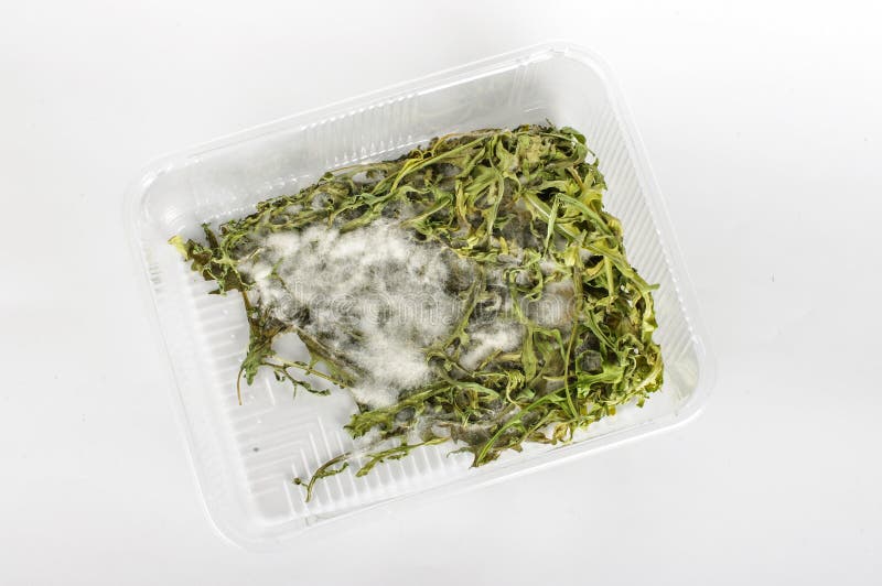 Moldy Salads Stock Photos - Free & Royalty-Free Stock Photos from Dreamstime